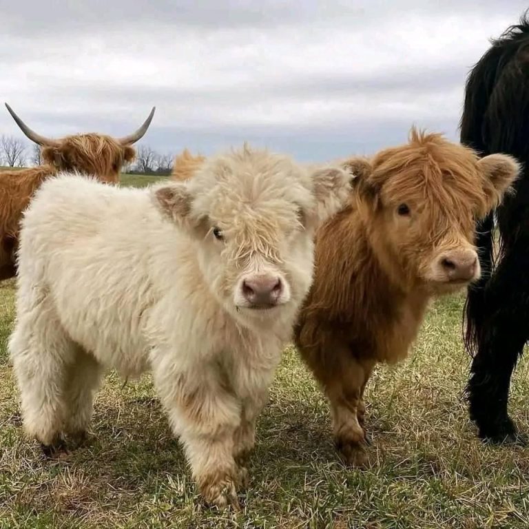 Miniature Cows for Sale - Mini Highland Cow for Sale - Joe's Mini Cows ...