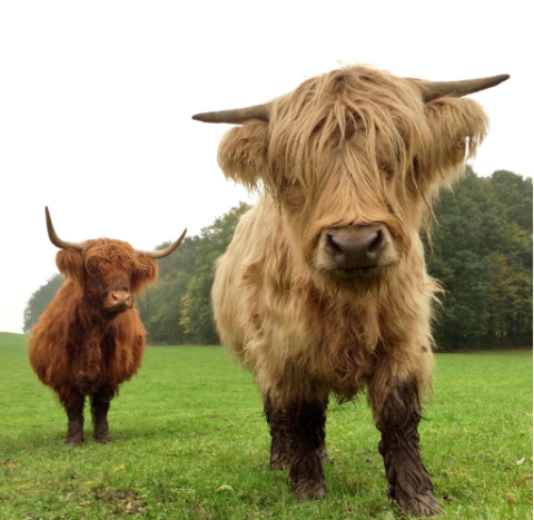 Mini Cows for Sale - Joe's Mini Cows Ranch